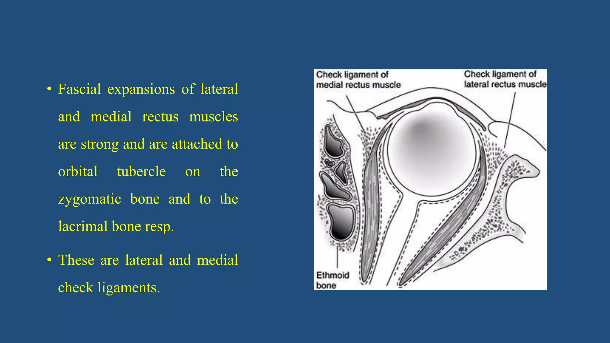 Anatomy of eye and its clinical relevance in Squint | PPTX