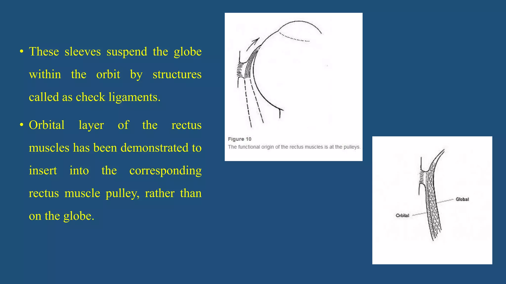 Anatomy of eye and its clinical relevance in Squint | PPTX