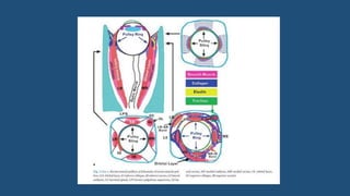 Anatomy of eye and its clinical relevance in Squint | PPTX