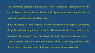 Anatomy of eye and its clinical relevance in Squint | PPTX