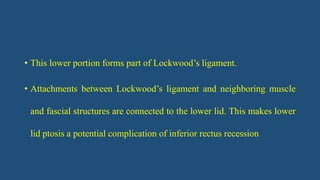Anatomy of eye and its clinical relevance in Squint | PPTX