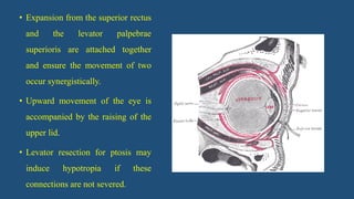 Anatomy of eye and its clinical relevance in Squint | PPT