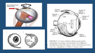 Anatomy of eye and its clinical relevance in Squint | PPT