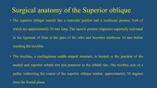 Anatomy of eye and its clinical relevance in Squint | PPT