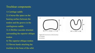 Anatomy of eye and its clinical relevance in Squint | PPTX