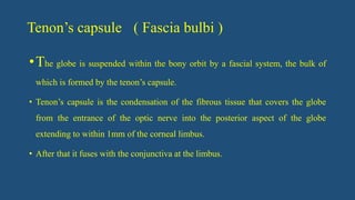Anatomy of eye and its clinical relevance in Squint | PPTX