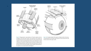 Anatomy of eye and its clinical relevance in Squint | PPTX