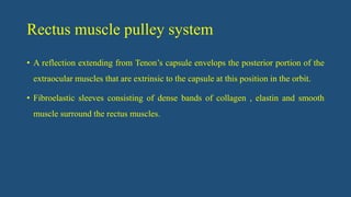 Anatomy of eye and its clinical relevance in Squint | PPTX