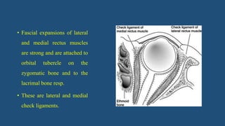 Suspensory Ligaments Of The Eye