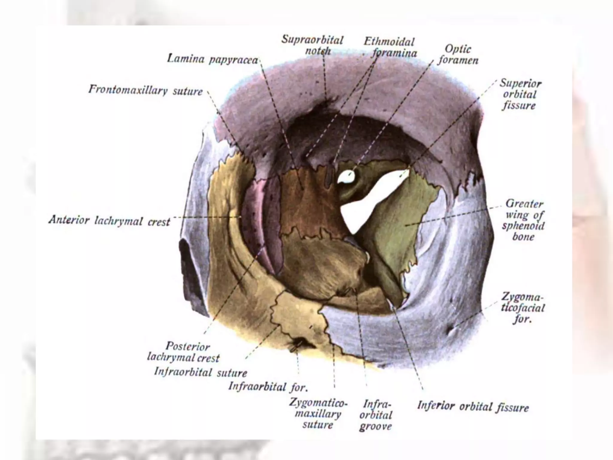 Surgical Anatomy of Orbit | PPTX