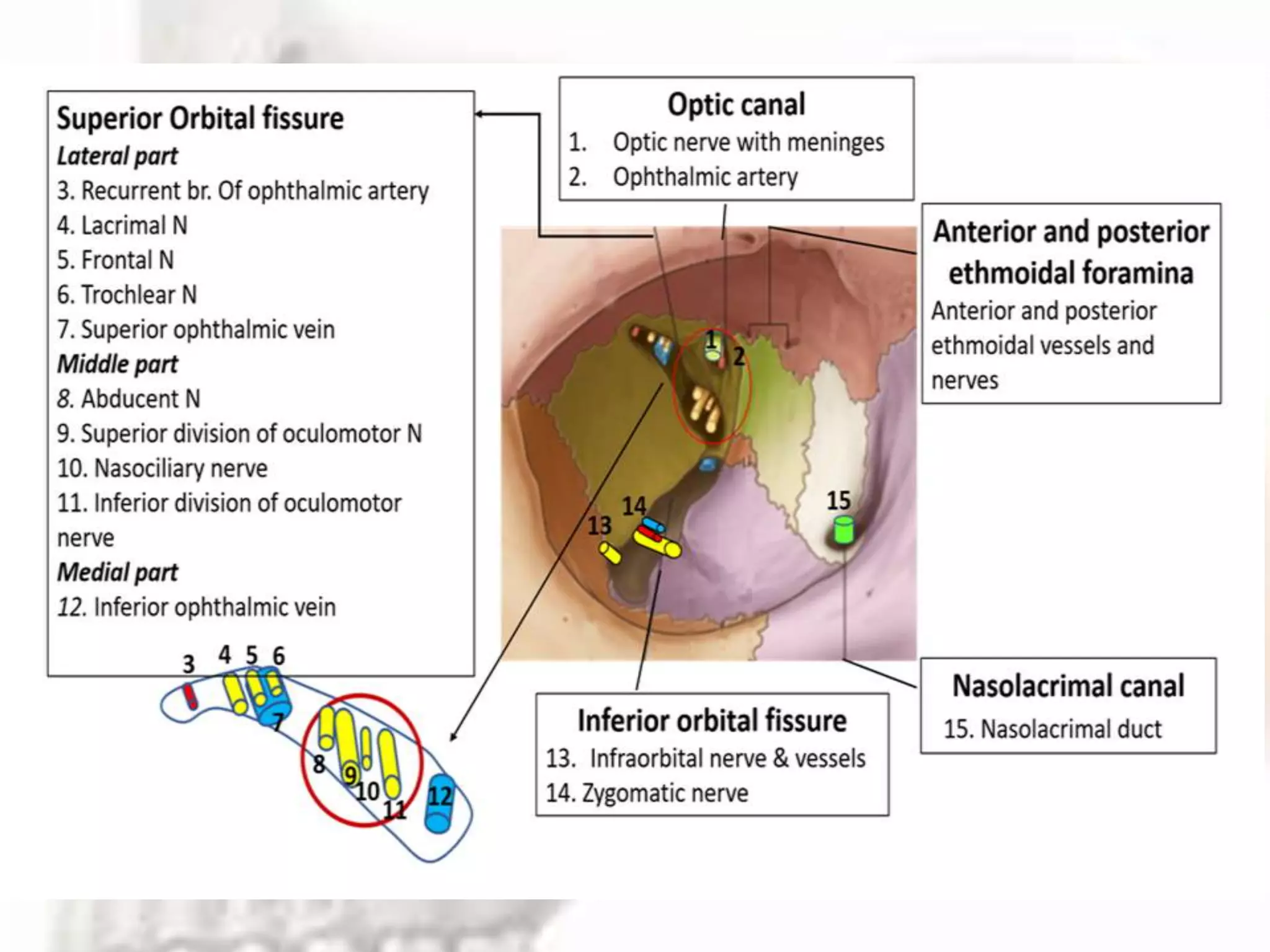 Surgical Anatomy of Orbit | PPTX