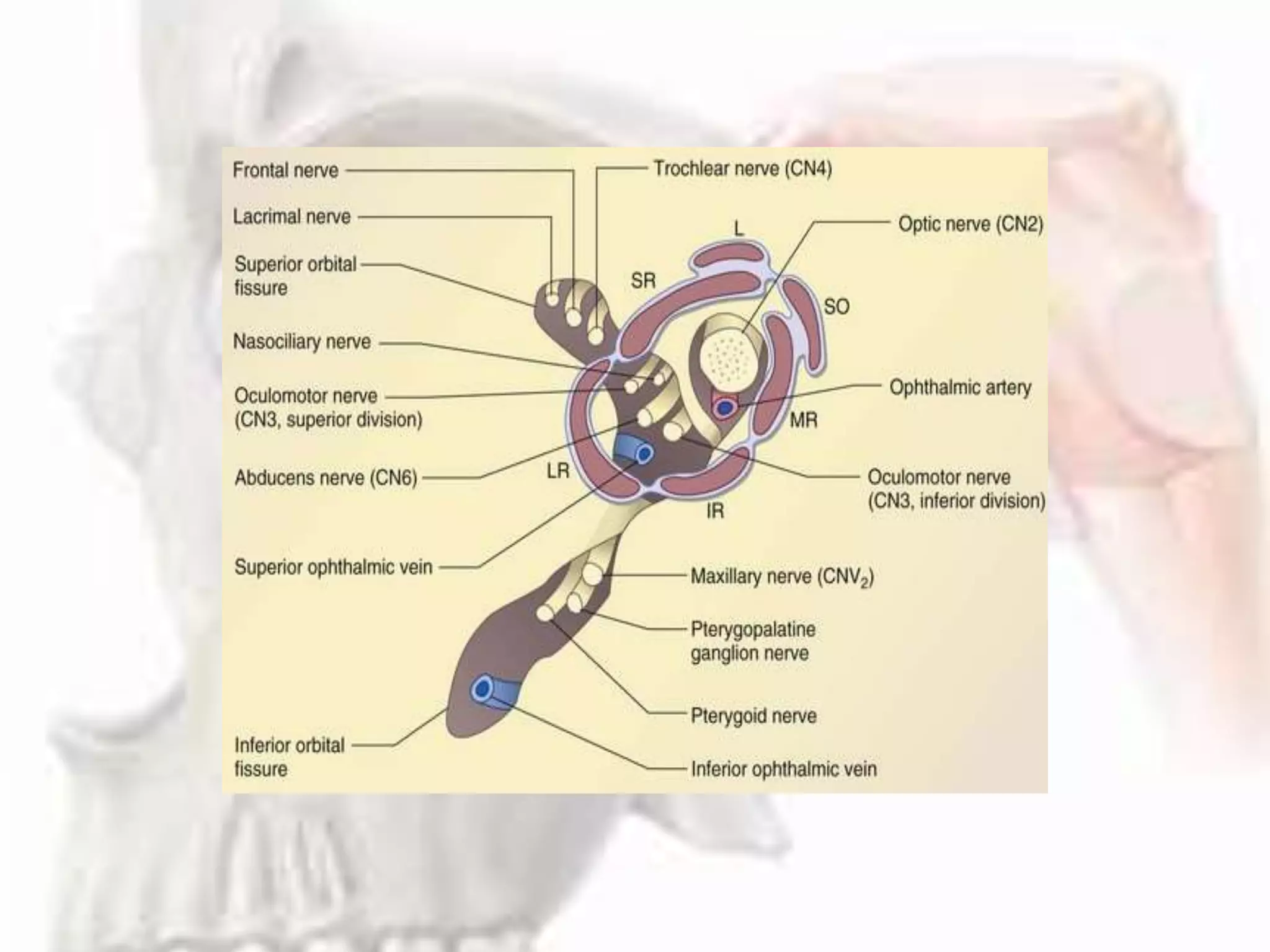 Surgical Anatomy of Orbit | PPTX