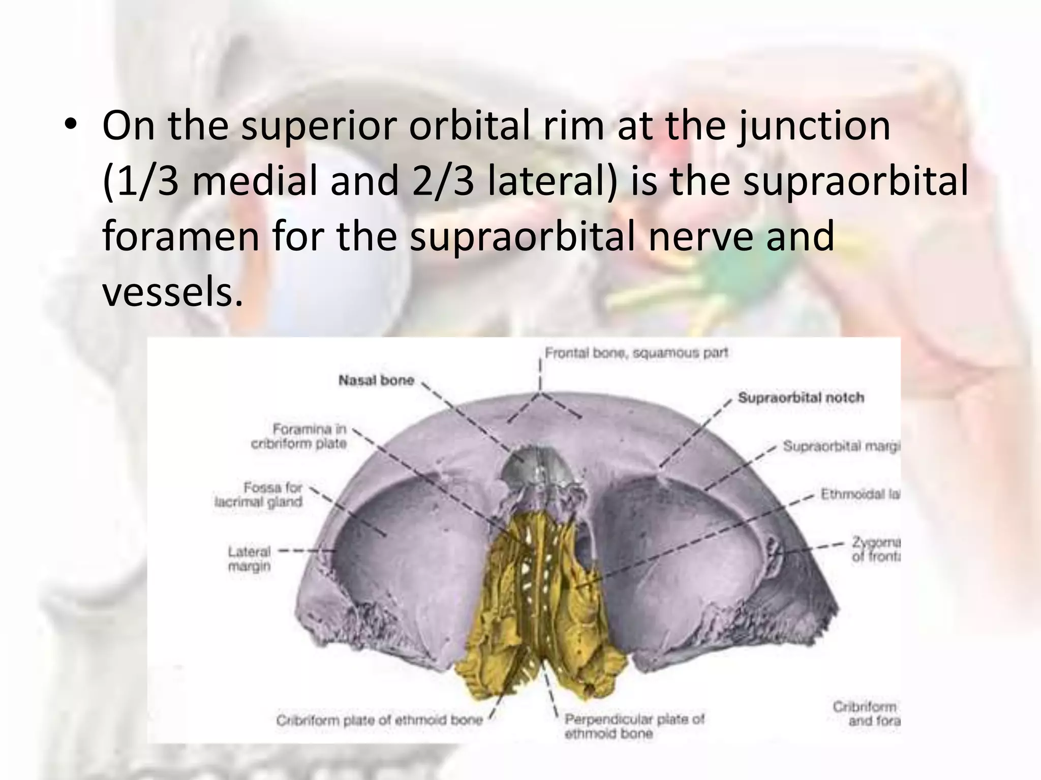 Surgical Anatomy of Orbit | PPTX