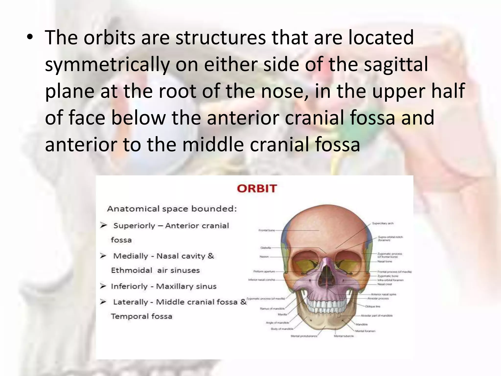 Surgical Anatomy of Orbit | PPTX