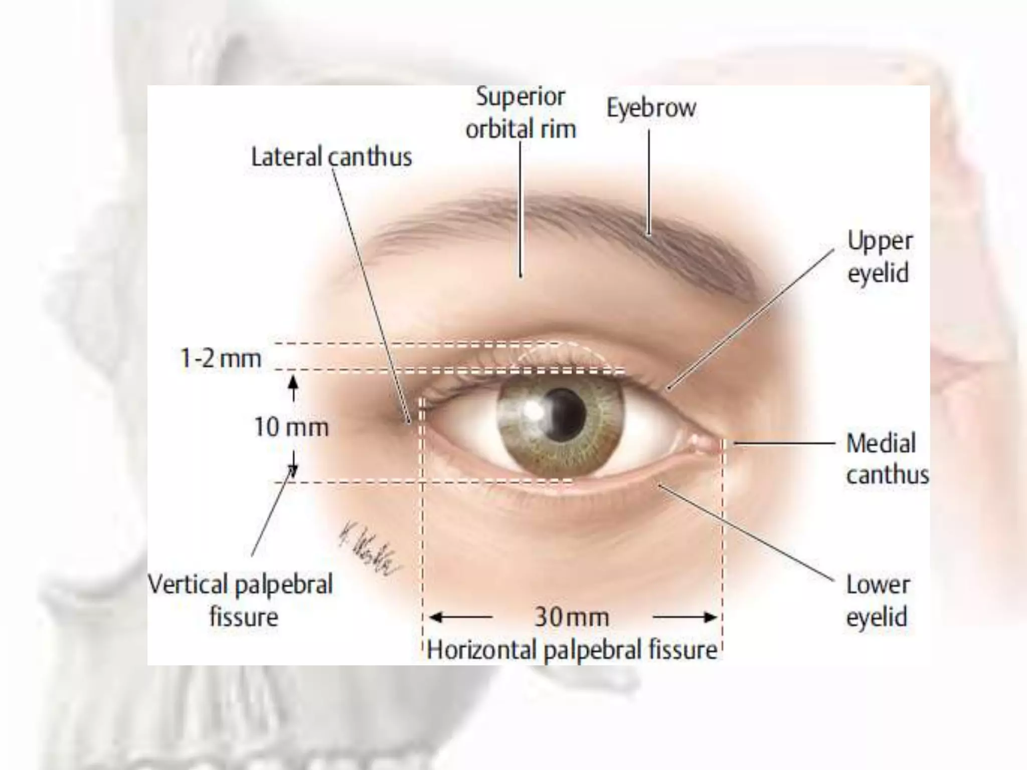 Surgical Anatomy of Orbit | PPTX
