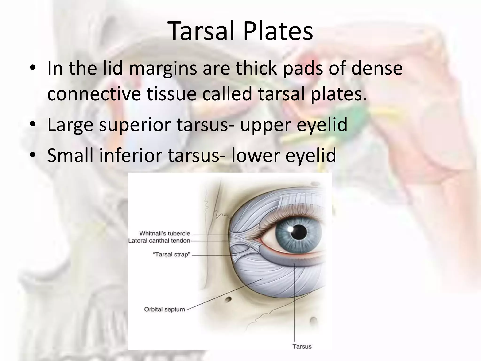 Surgical Anatomy of Orbit | PPTX