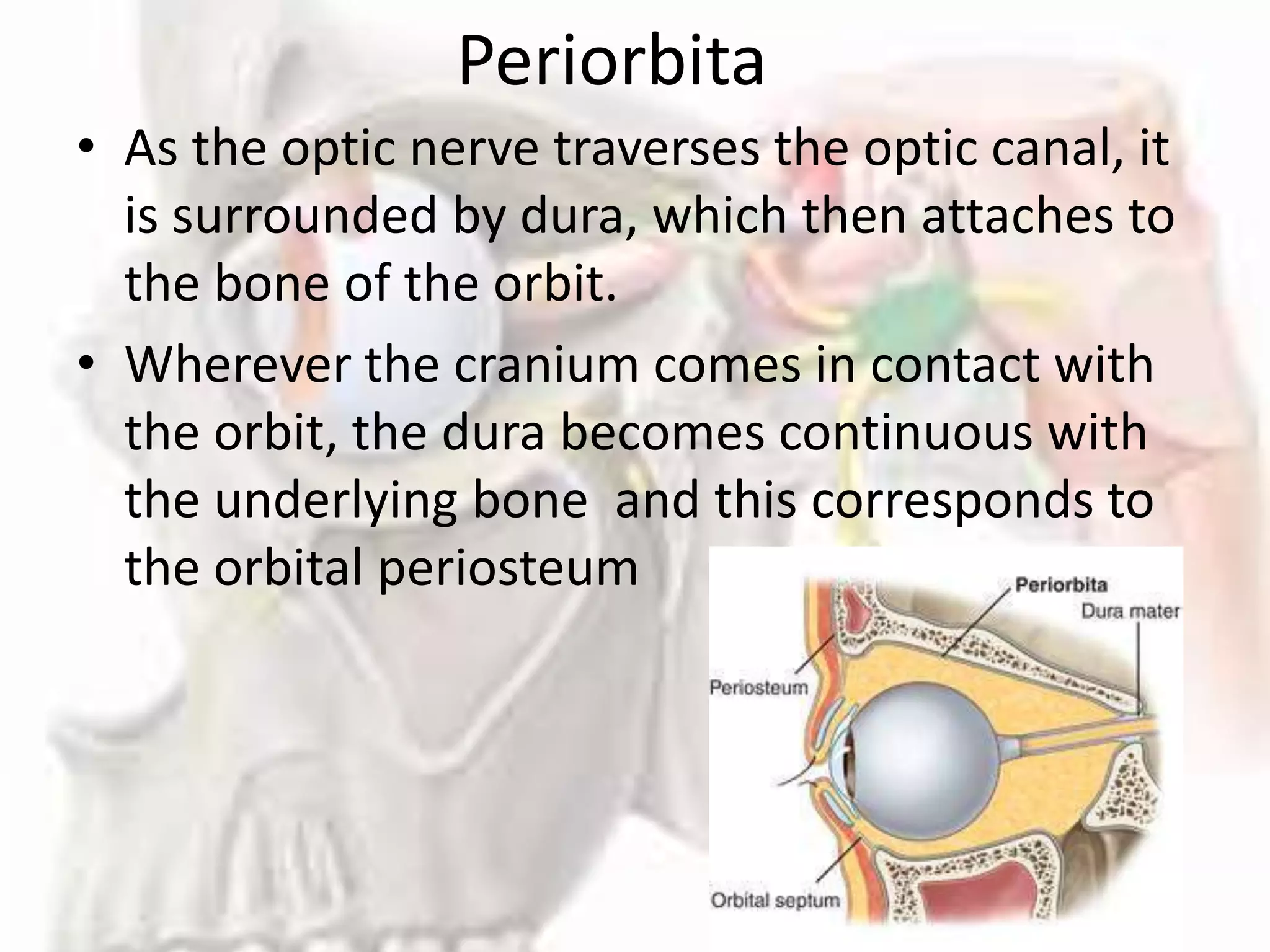 Surgical Anatomy of Orbit | PPTX