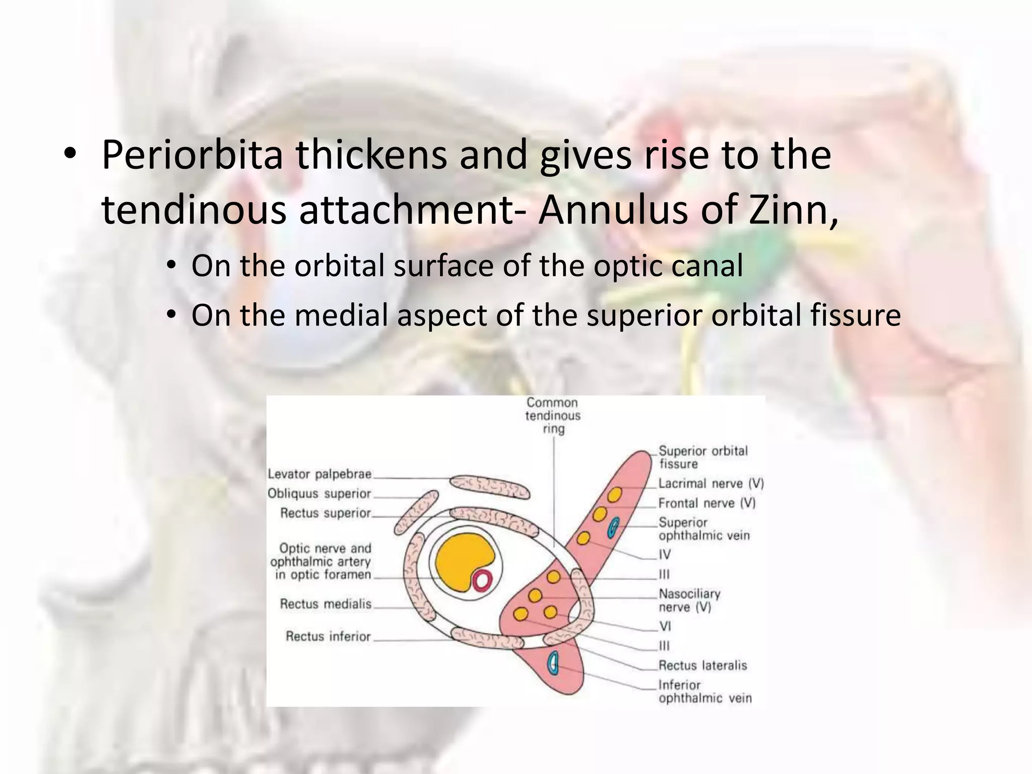 Surgical Anatomy of Orbit | PPTX