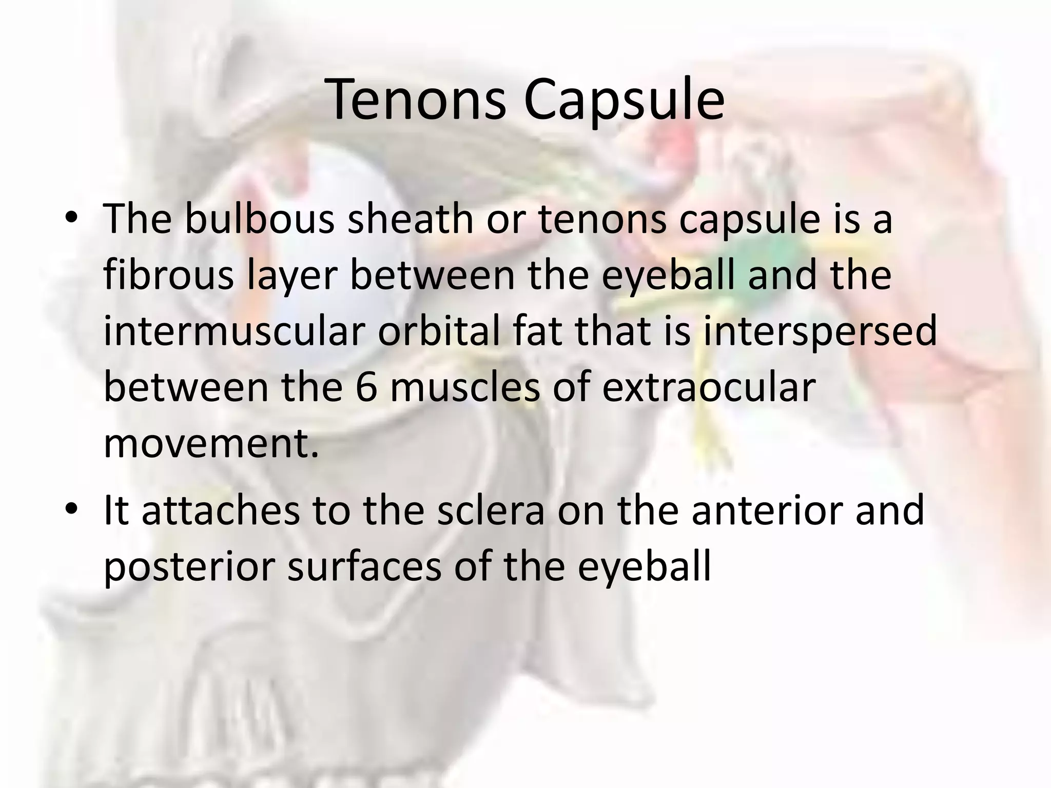 Surgical Anatomy of Orbit | PPTX