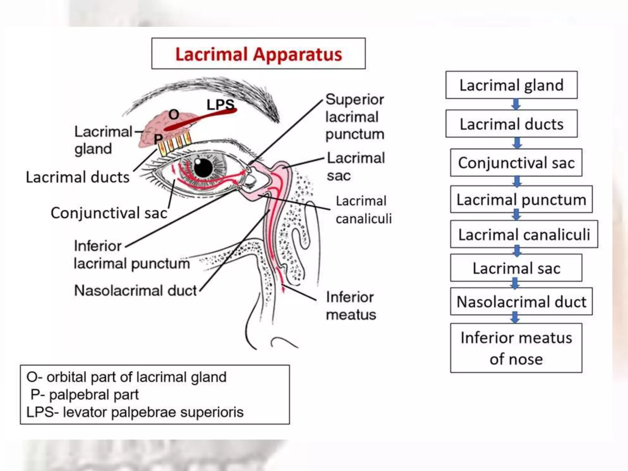 Surgical Anatomy of Orbit | PPTX