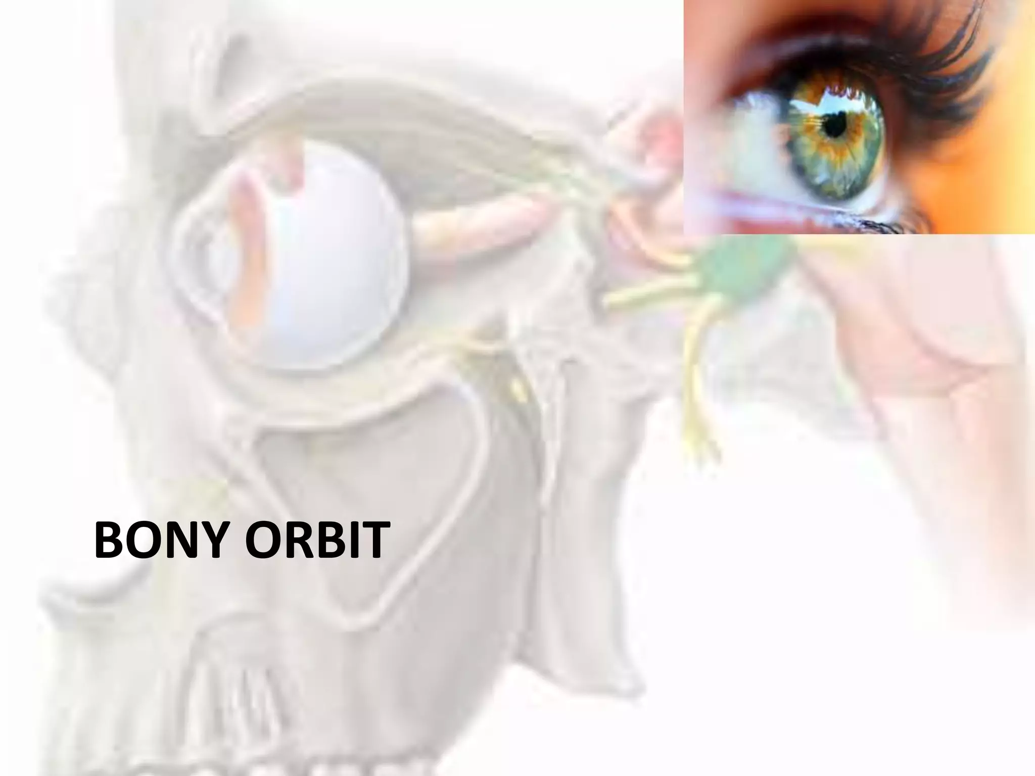 Surgical Anatomy of Orbit | PPTX