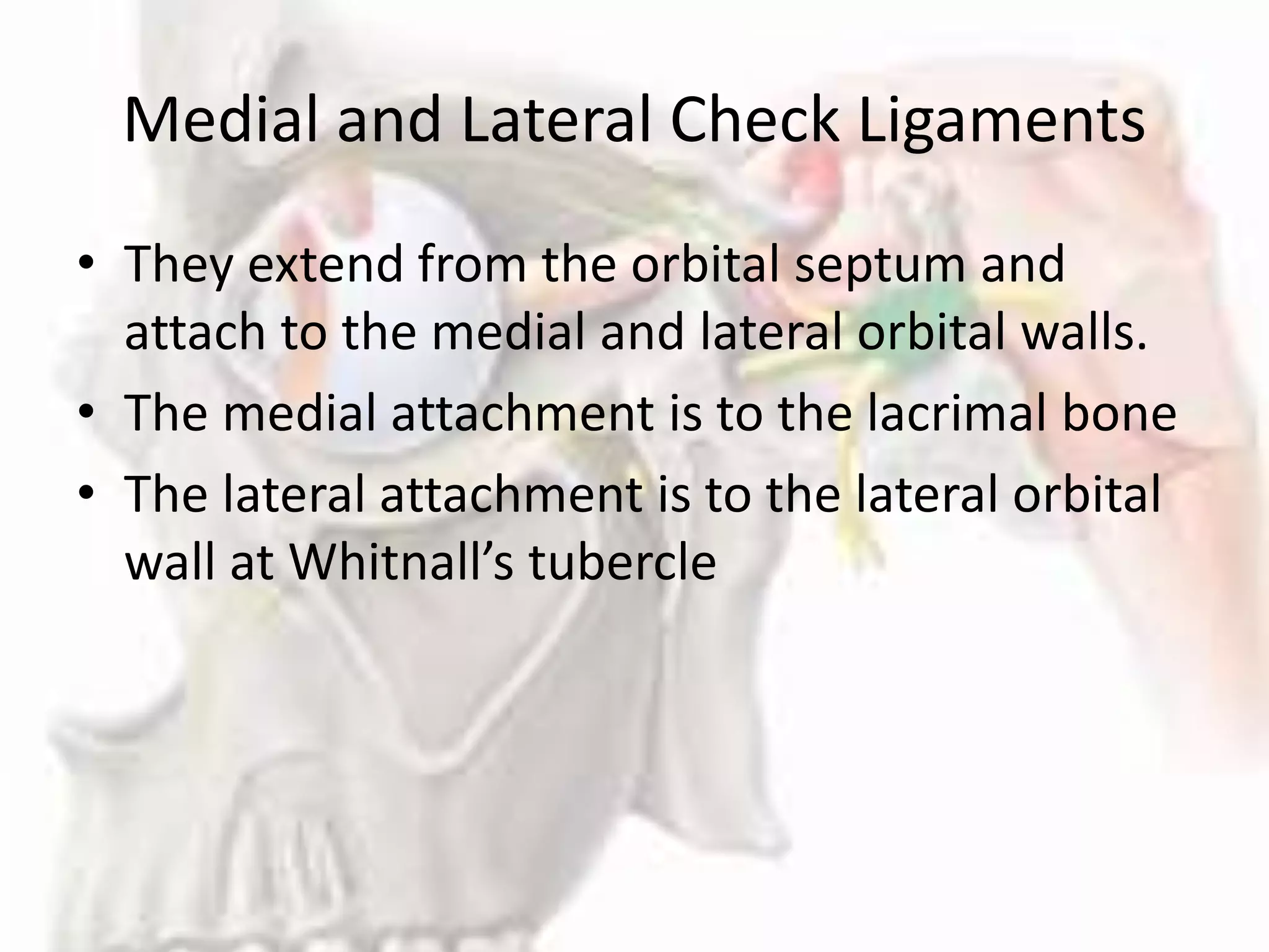 Surgical Anatomy of Orbit | PPTX