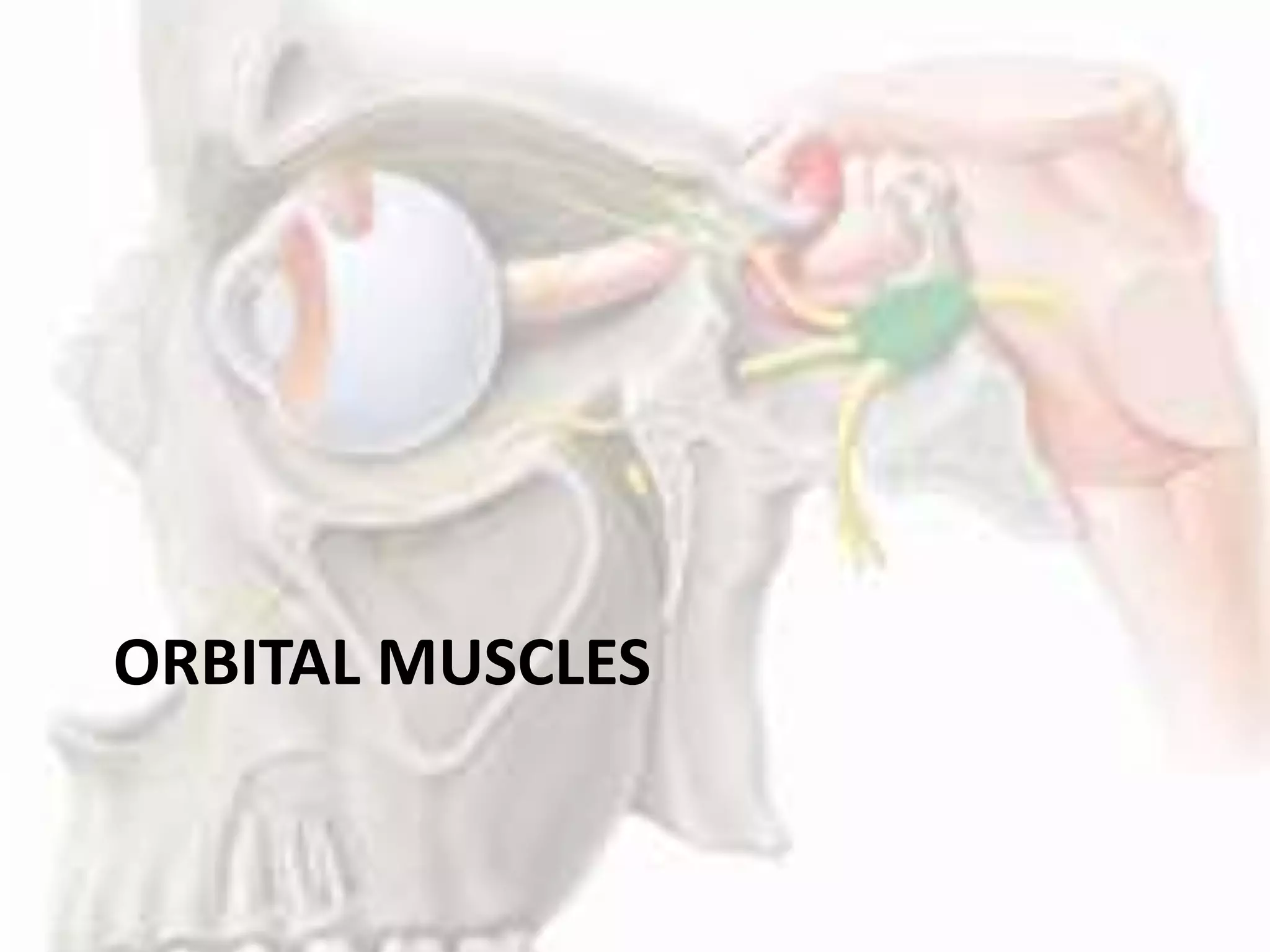 Surgical Anatomy of Orbit | PPTX