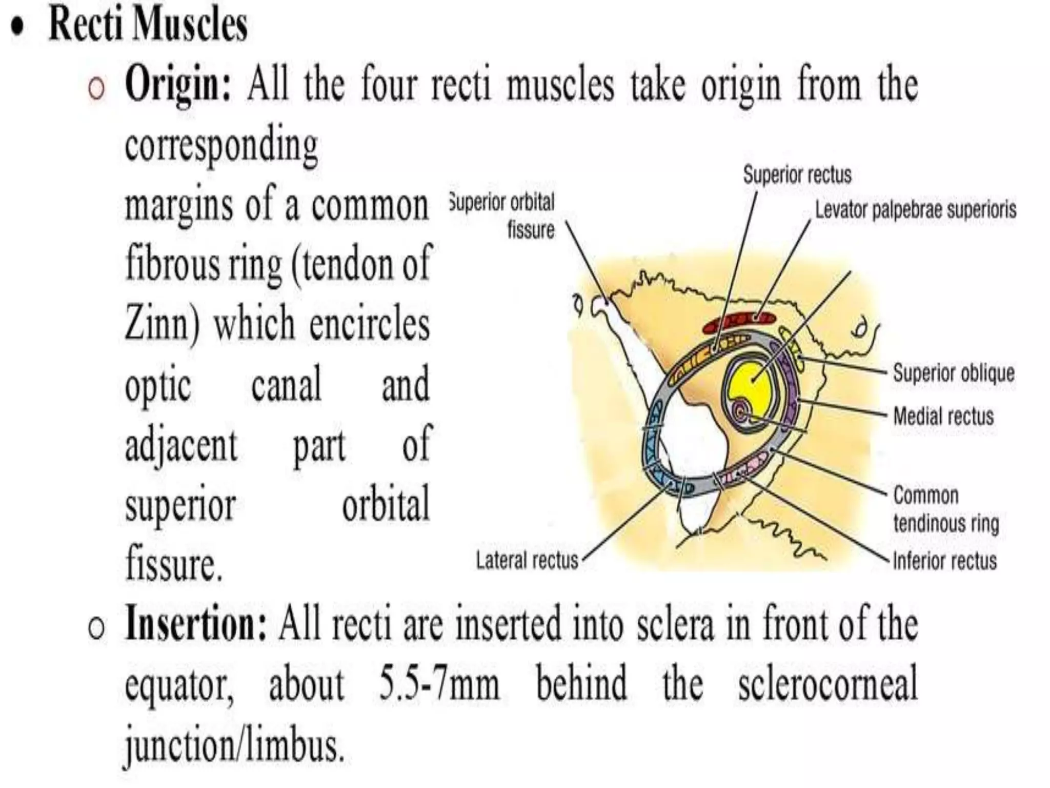 Surgical Anatomy of Orbit | PPTX