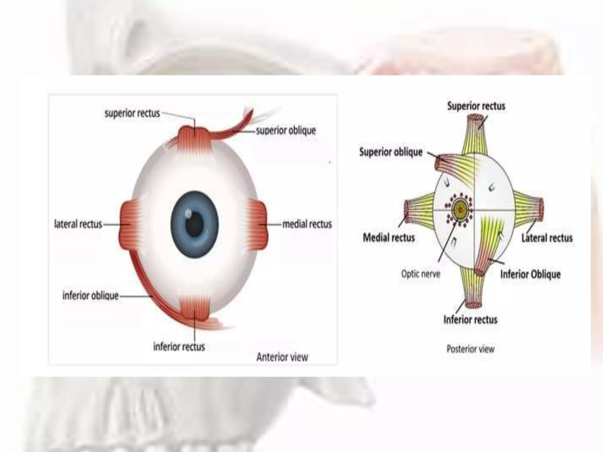 Surgical Anatomy of Orbit | PPTX