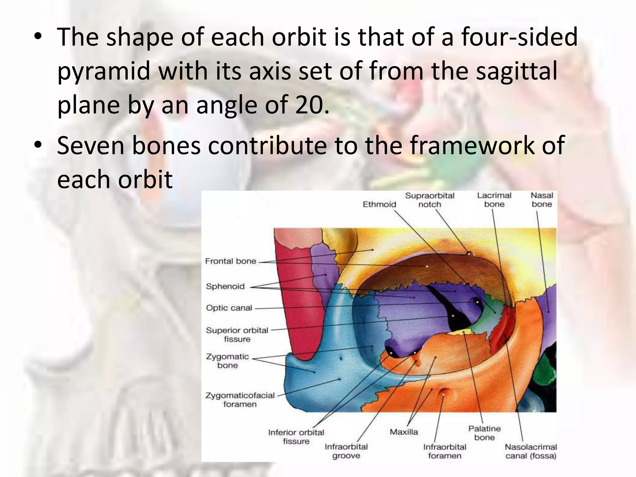 Surgical Anatomy of Orbit | PPTX