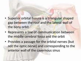 Surgical Anatomy of Orbit | PPTX