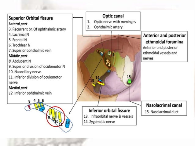 Surgical Anatomy of Orbit | PPTX