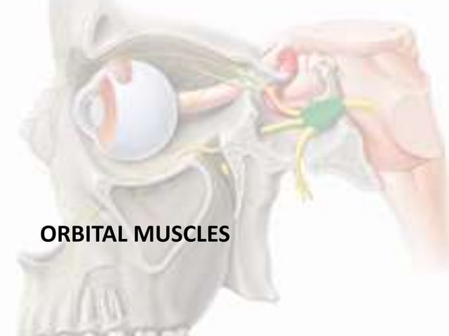 Surgical Anatomy of Orbit | PPTX