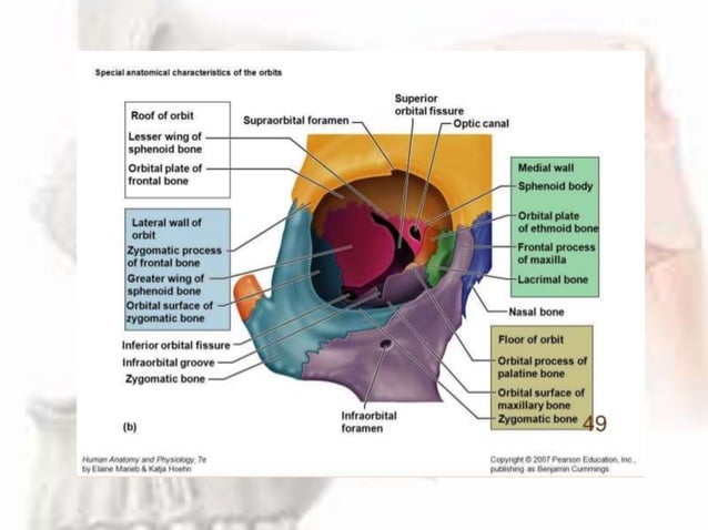 Surgical Anatomy of Orbit | PPTX