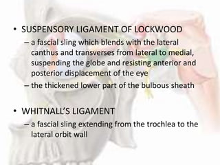 Suspensory Ligament Of Lockwood