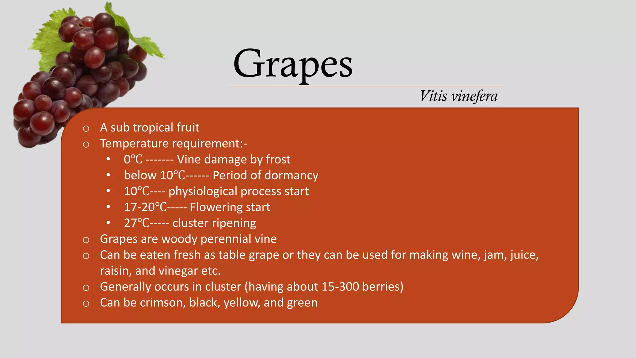 Grapes | PDF