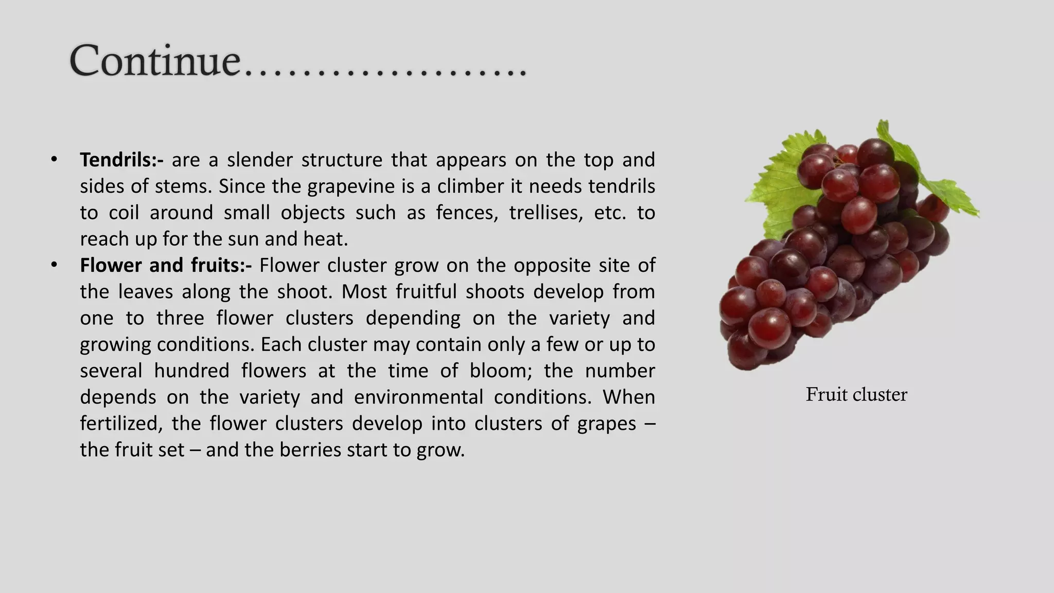 Grapes | PDF