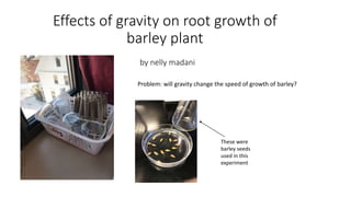 Barley experiment | PPTX