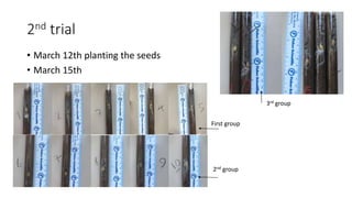 Barley experiment | PPTX