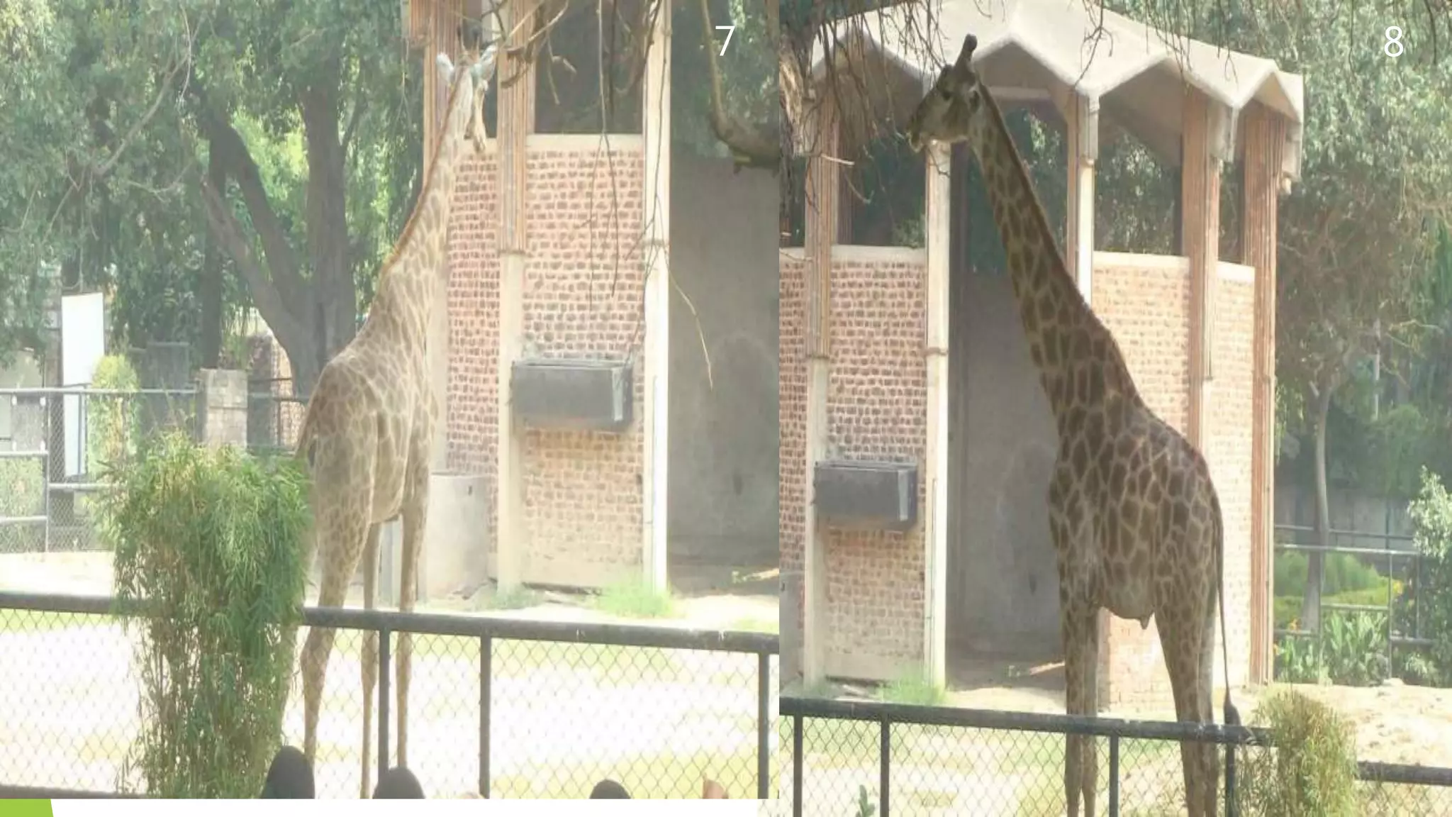 Zoo Animals And Their Feeding And Management | PPTX