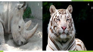 Zoo Animals And Their Feeding And Management | PPTX