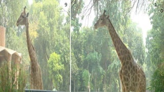 Zoo Animals And Their Feeding And Management | PPTX