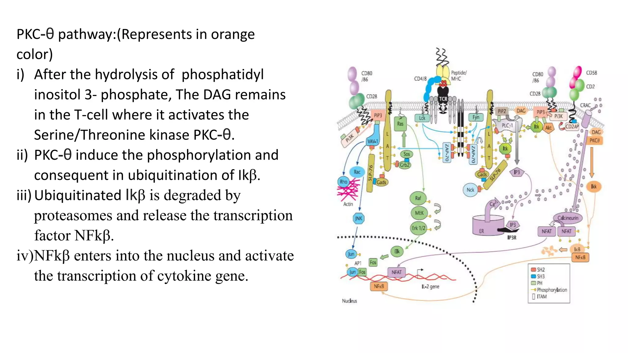 Immunological synapse | PPT
