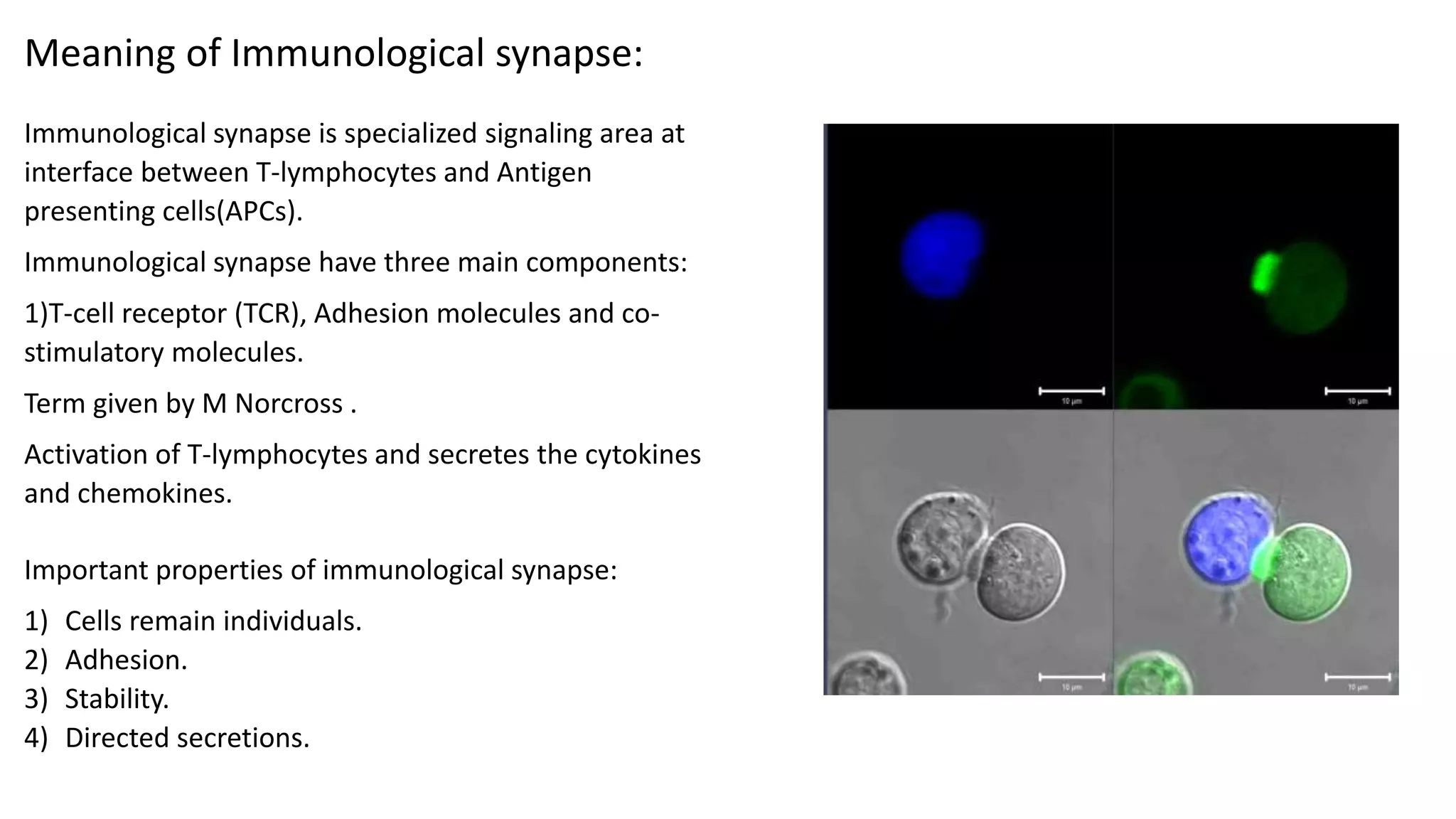 Immunological synapse | PPT