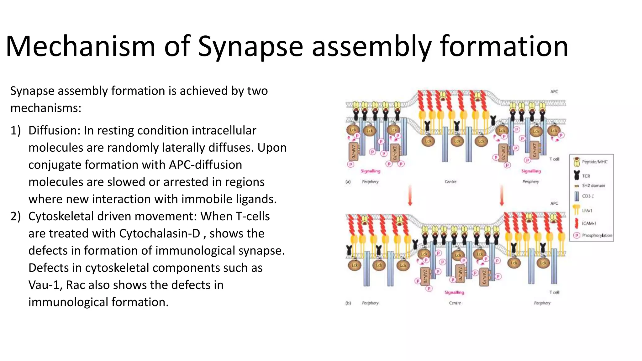 Immunological synapse | PPT