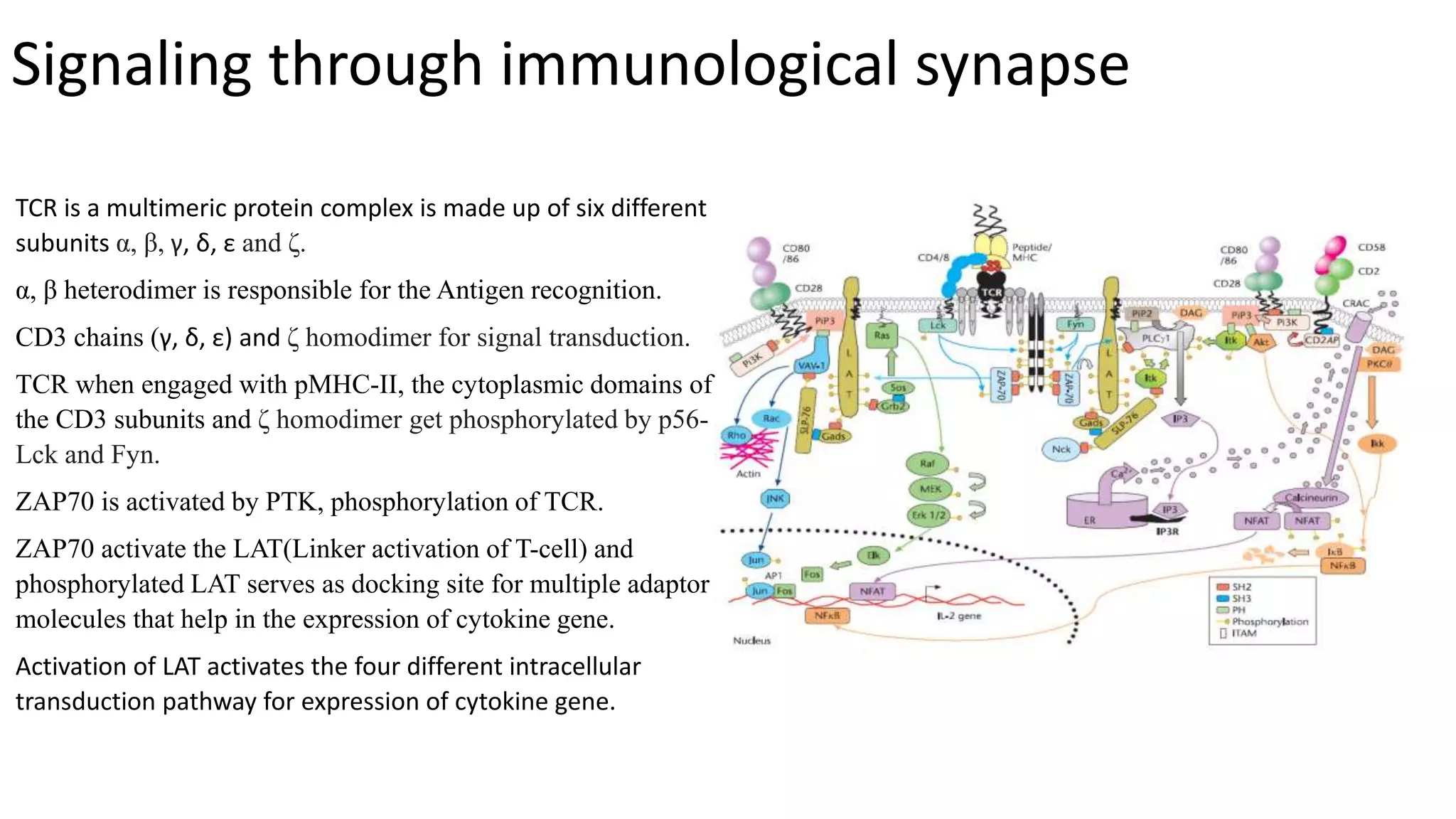 Immunological synapse | PPT