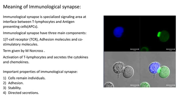 Immunological synapse | PPT