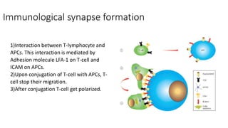 Immunological synapse | PPT