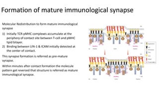 Immunological synapse | PPT