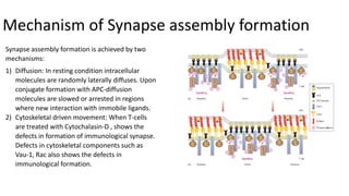 Immunological synapse | PPT